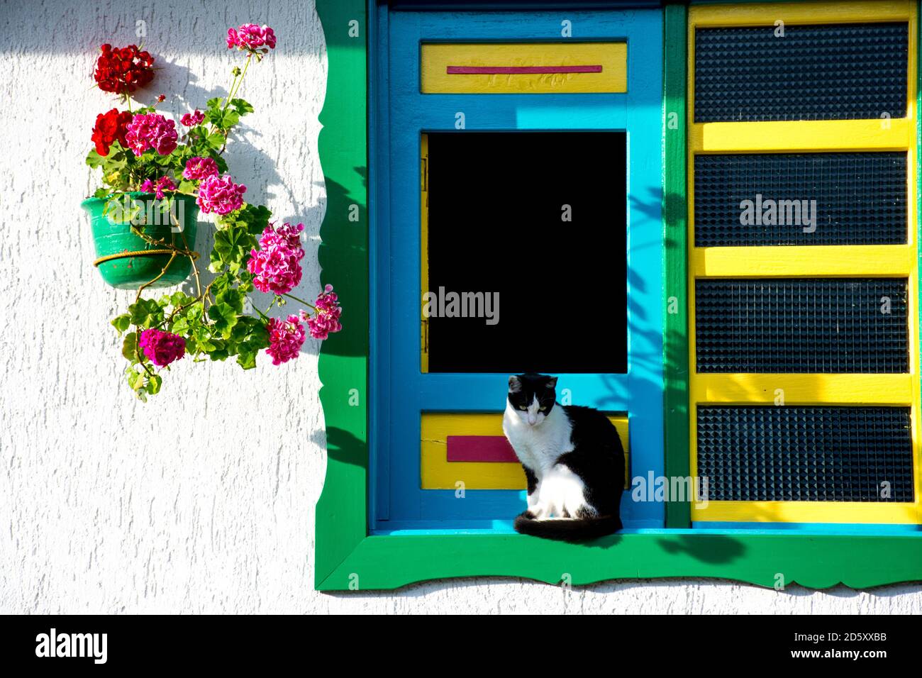 Cat on window Stock Photo - Alamy