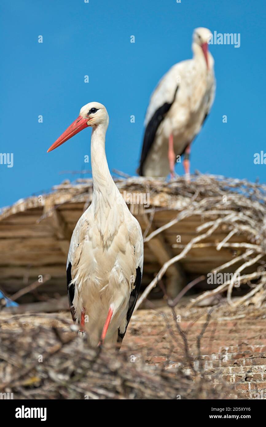Germany, Baden-Wuerrttemberg, Lake Constance, Salem, white storks in ...