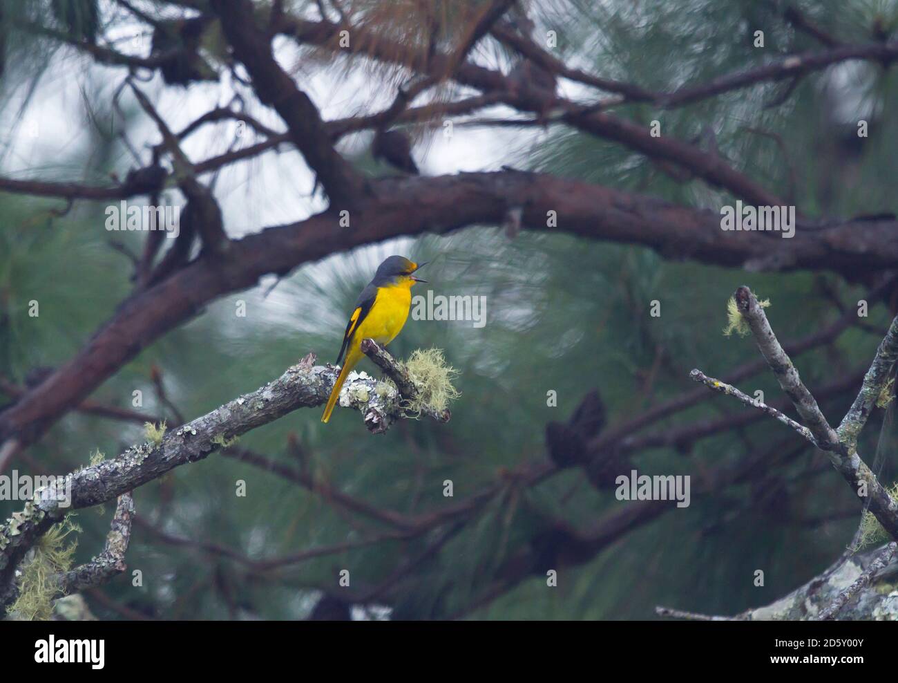 Thailand, Chiang Dao, Scarlet minivet, female, Pericrocotus speciosu ...