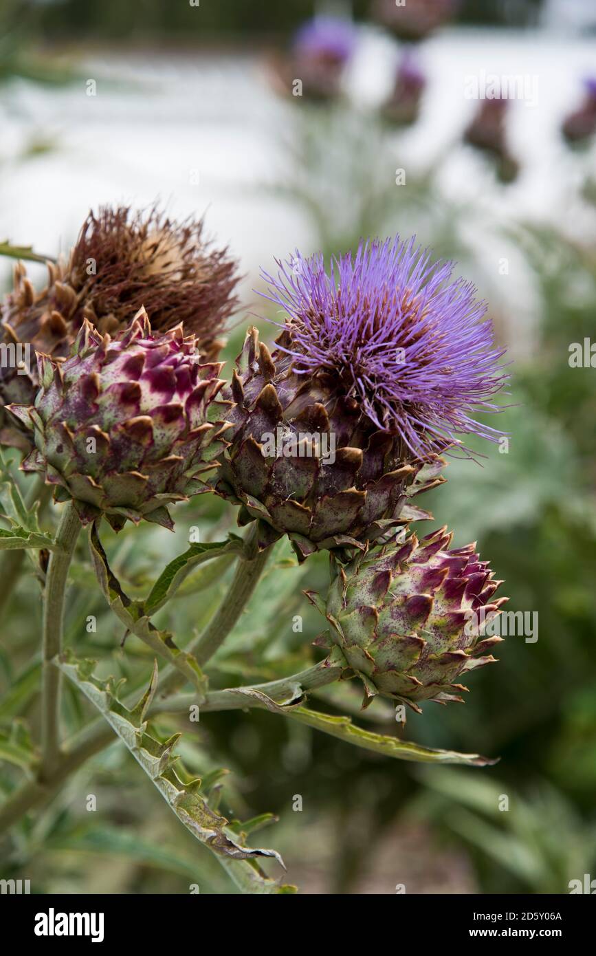 Cardoon flower heads Stock Photo - Alamy