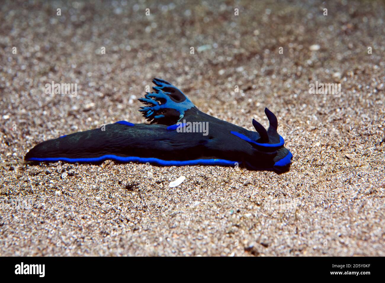 Neon slug hi-res stock photography and images - Alamy