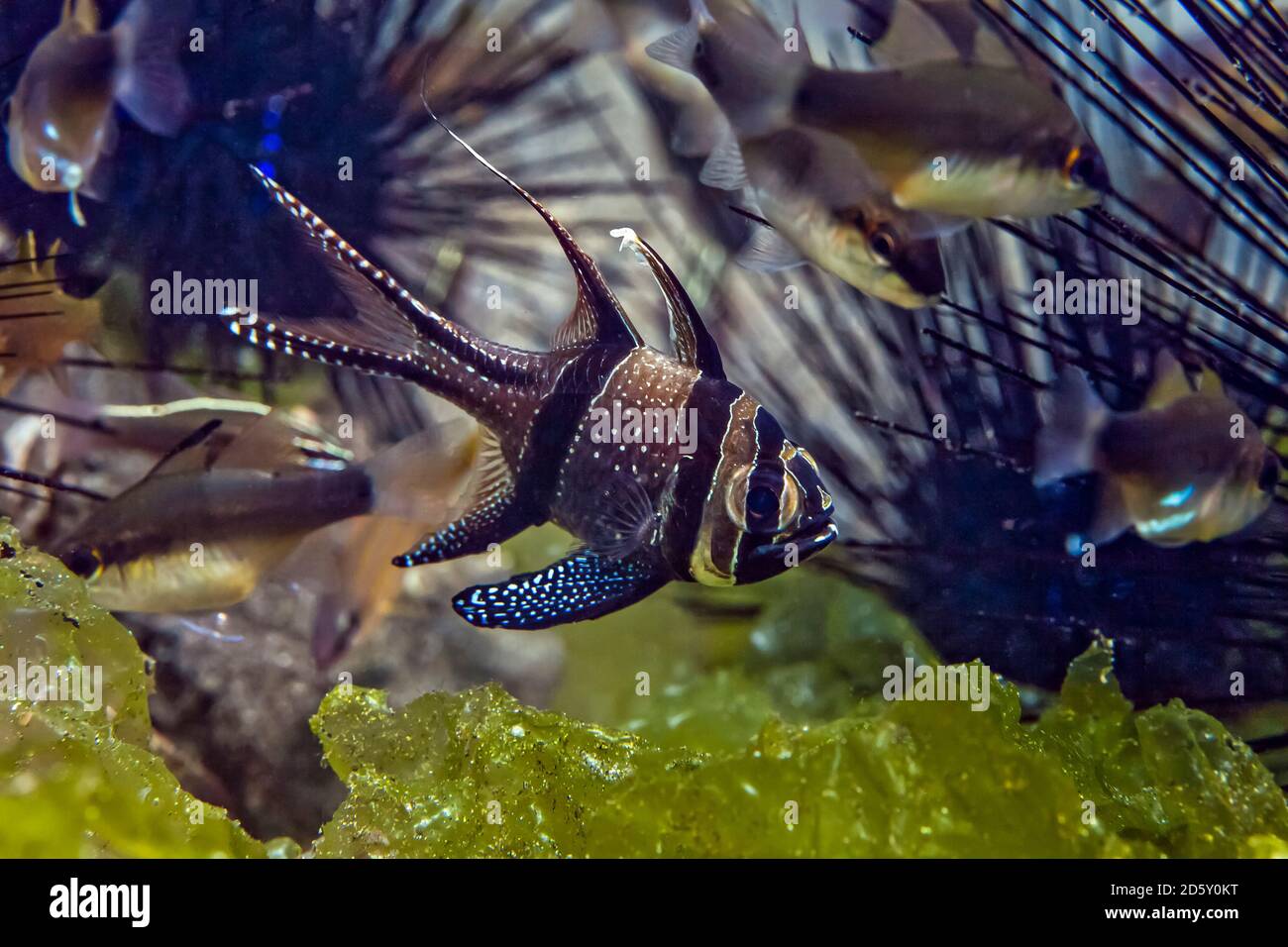 Indonesia, Bali, Secret Bay, Banggai cardinalfish Stock Photo - Alamy