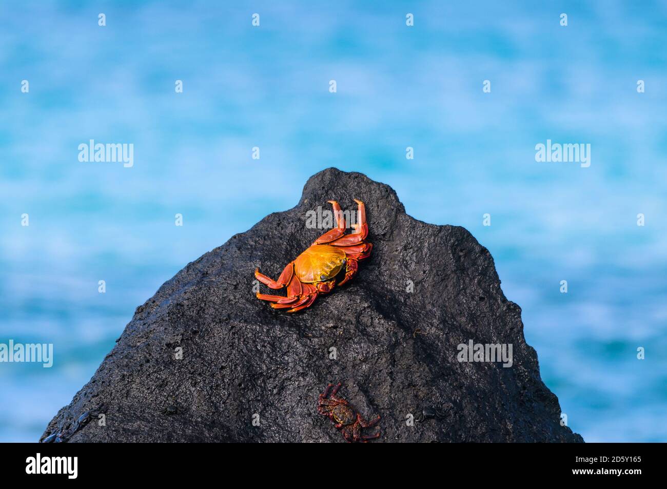 Ecuador, Galapagos Islands, Espanola, Red Rock Crab on a rock Stock ...