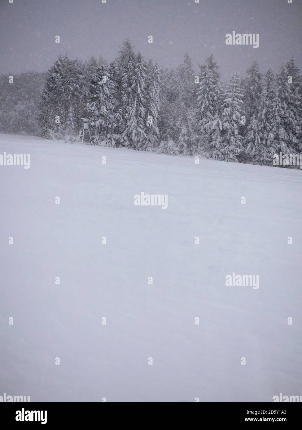 Germany, Black Forest, winter landscape, snowstorm Stock Photo - Alamy