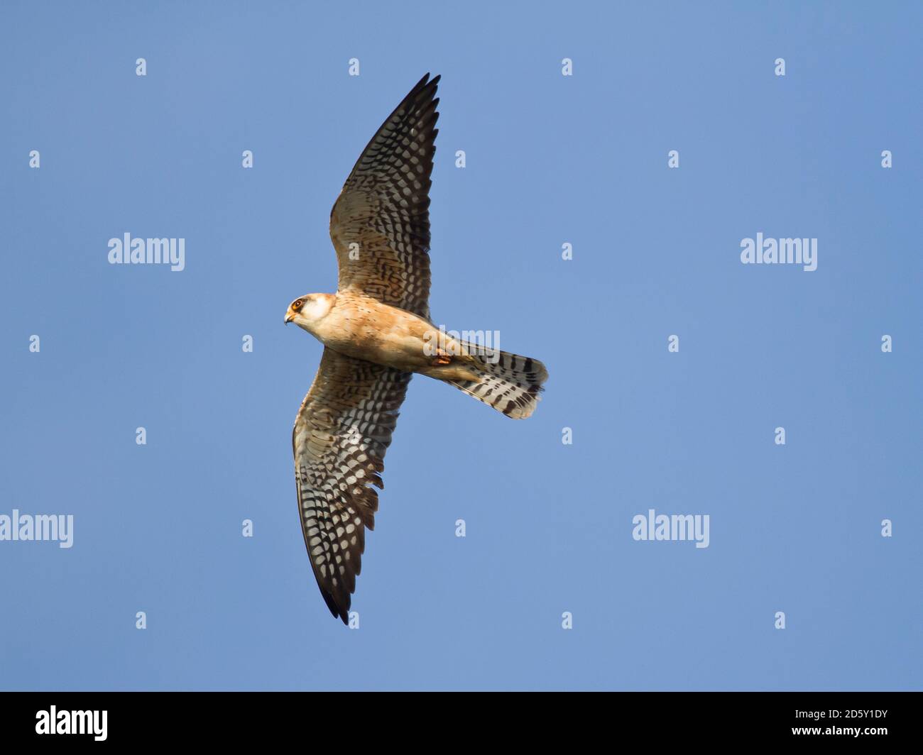 Female red-footed falcon, Falco vespertinus, flying Stock Photo - Alamy