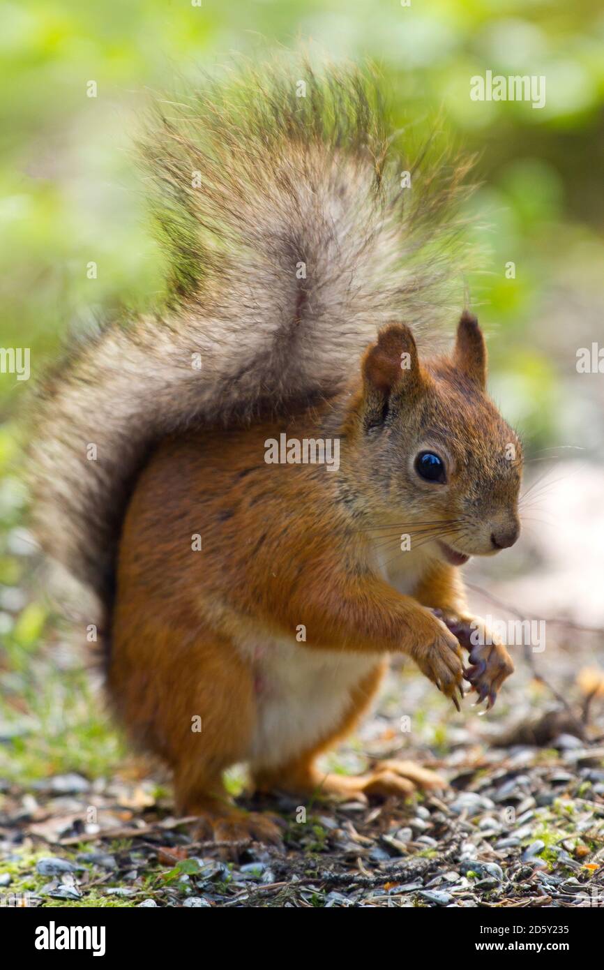 Red finland hi-res stock photography and images - Alamy