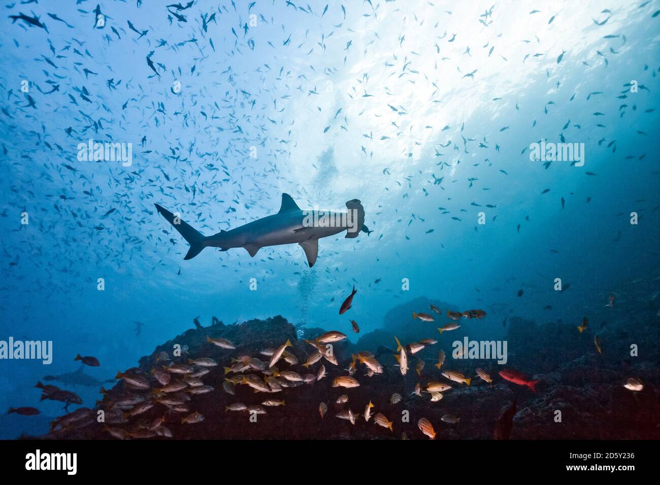 Costa Rica, Cocos Island, scalloped hammerhead and school of yellowtail ...