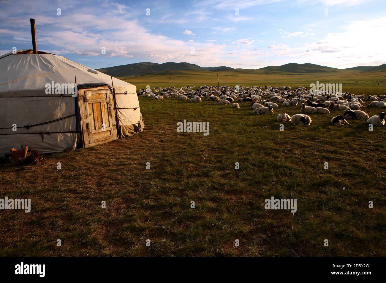 Mongolia nomad sheep hi-res stock photography and images - Alamy