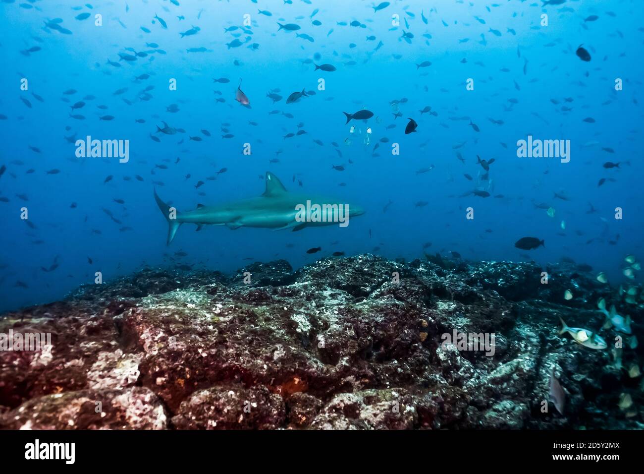 Coral reef fish costa rica hi-res stock photography and images - Alamy