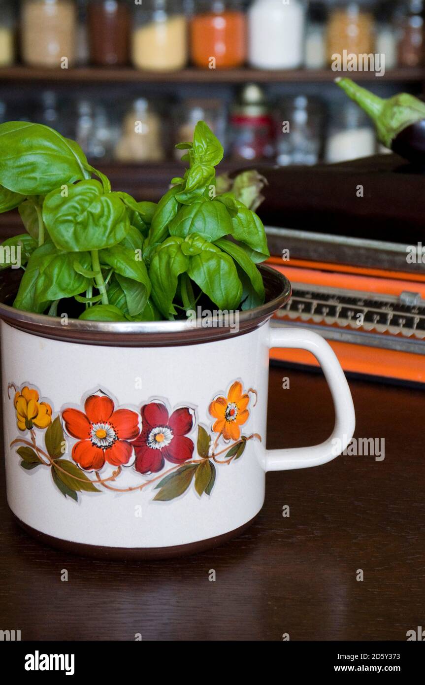 Basil plant in an old Seventies pot Stock Photo - Alamy