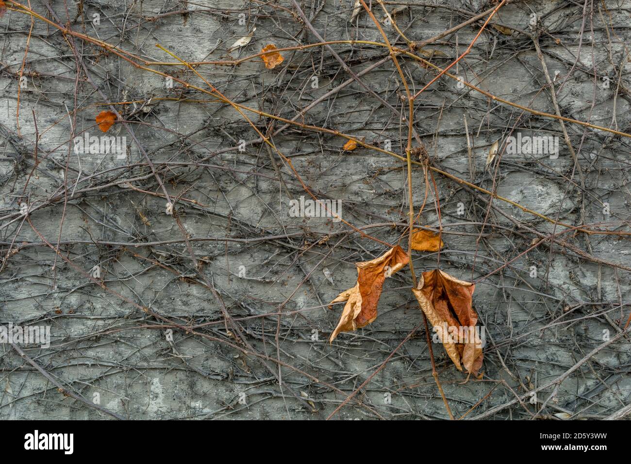 Autumn leaves at a house front Stock Photo - Alamy