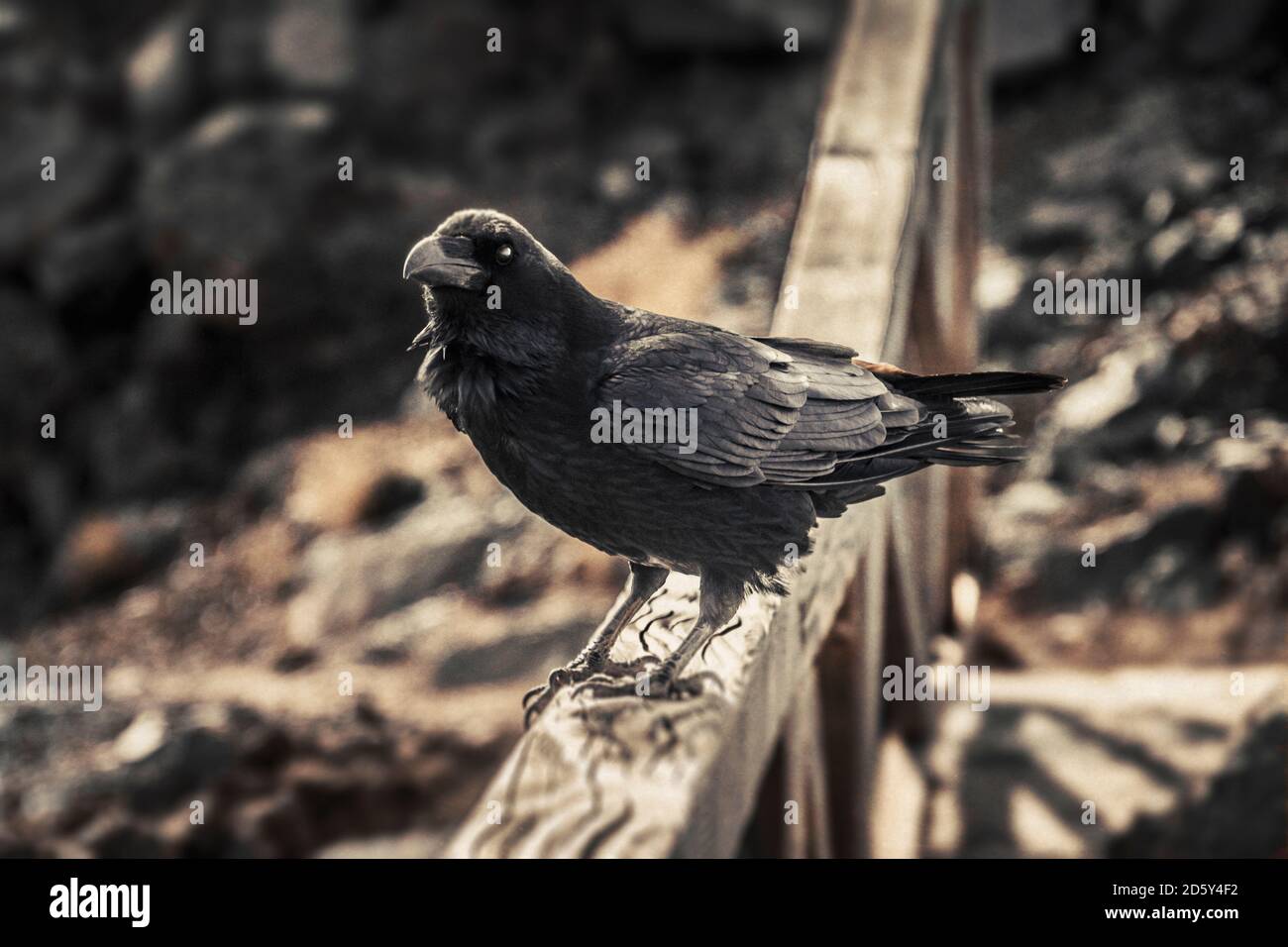 Raven on fence hi-res stock photography and images - Alamy