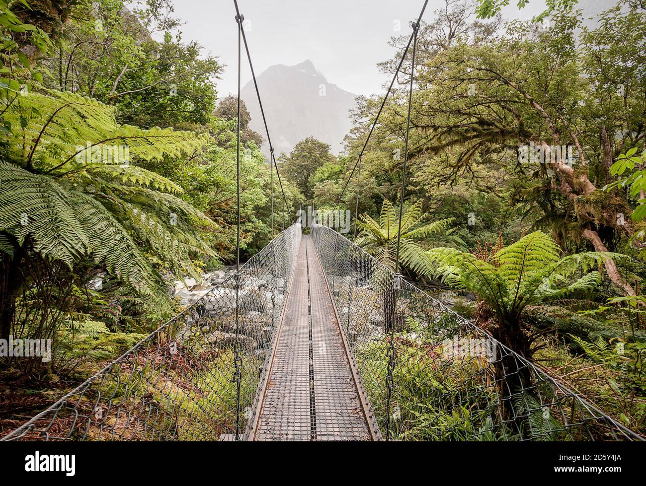 New Zealand, South Island, Milford Track, Milford Sound, swing bridge ...