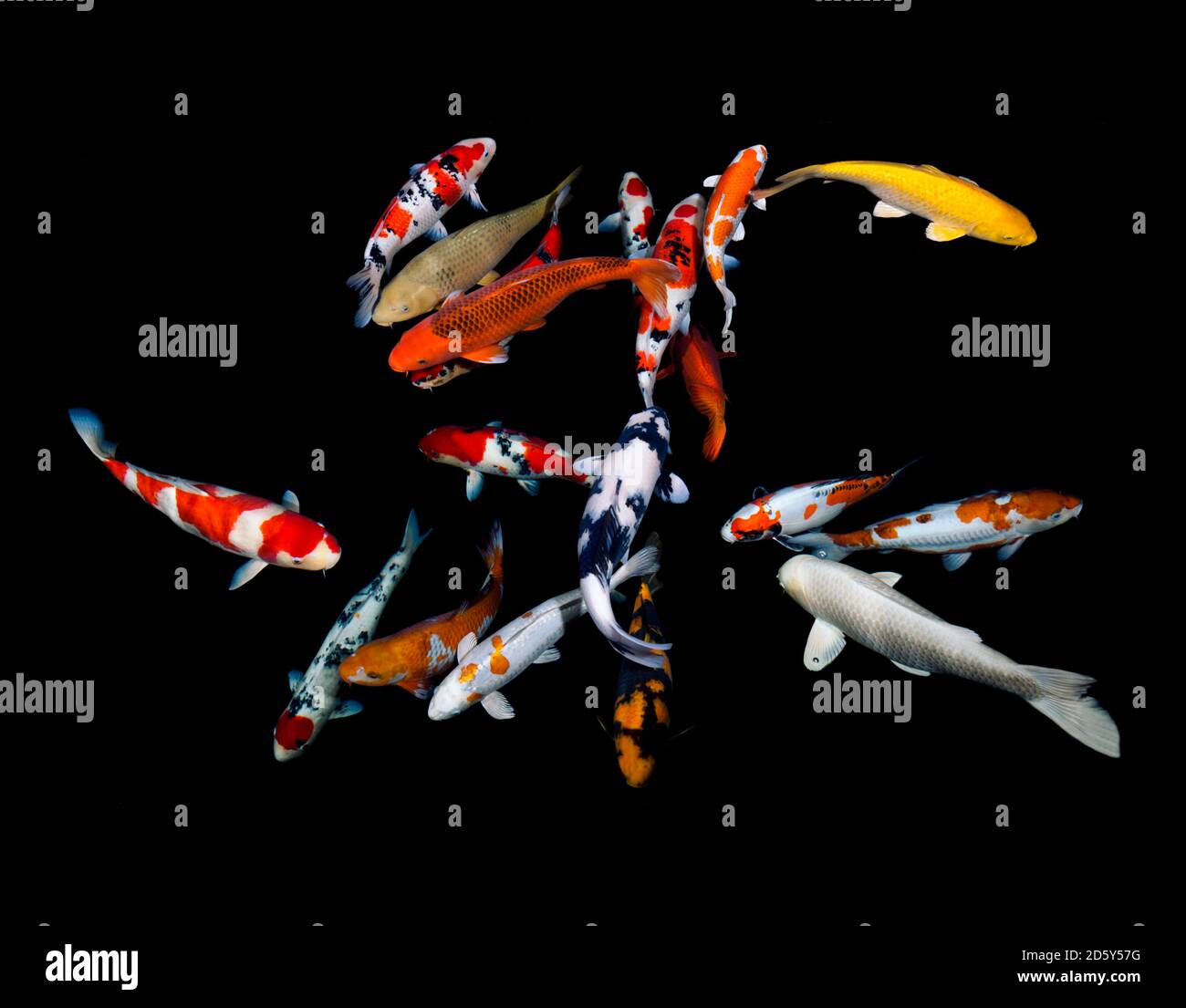 Different coloured hi-res stock photography and images - Alamy