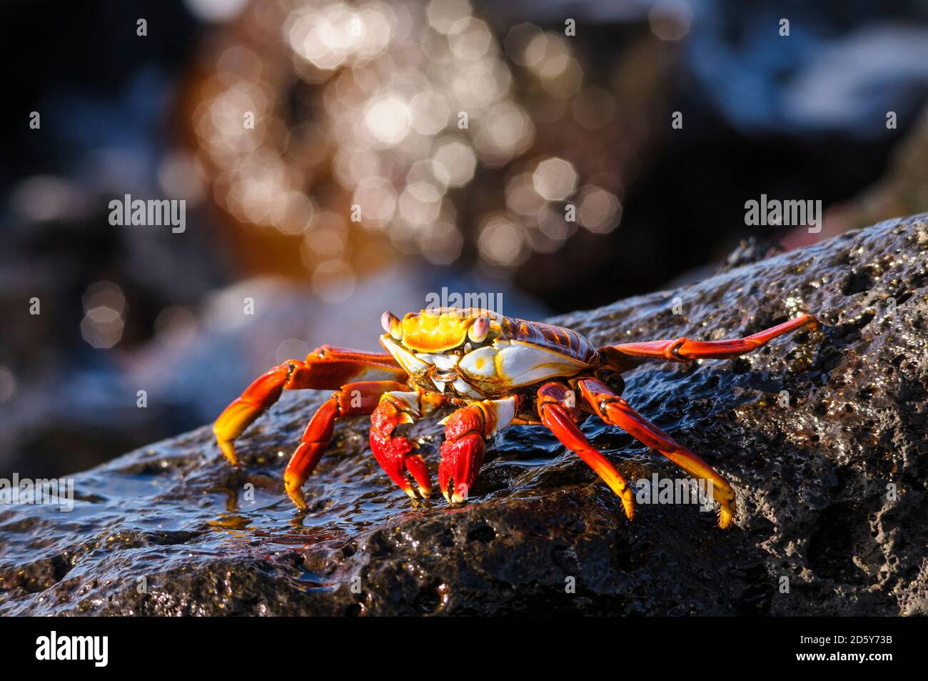 Ecuador, Galapagos Islands, Espanola, Red Rock Crab on a rock Stock ...