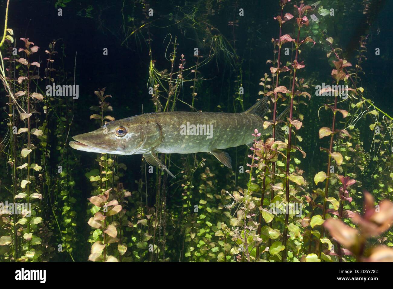 Northern pike hi-res stock photography and images - Alamy