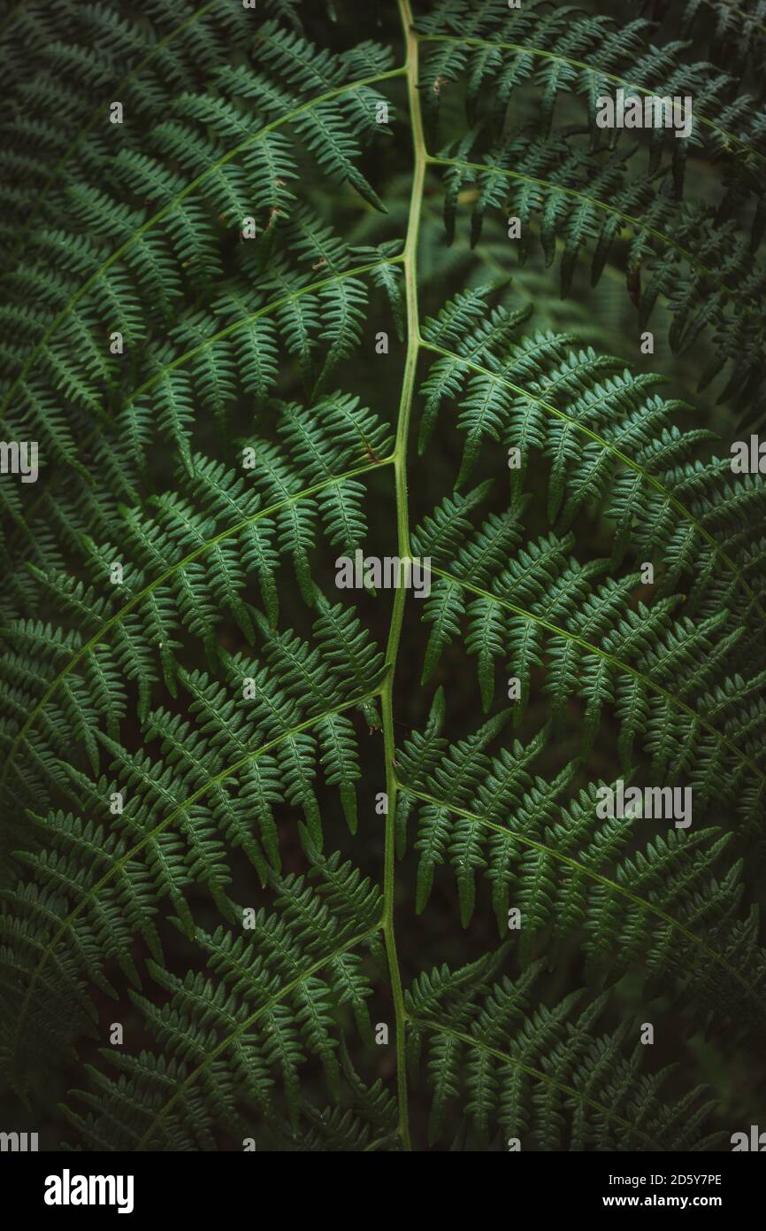 Green complex leaf of Polypodiopsida, commonly known as fern Stock ...