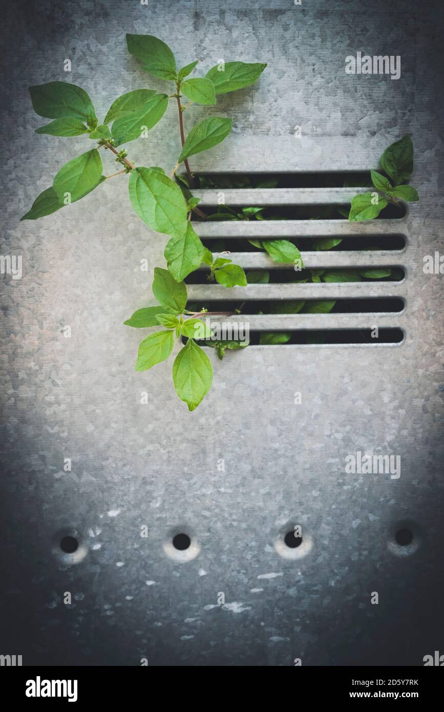 Plant growing through grid Stock Photo - Alamy