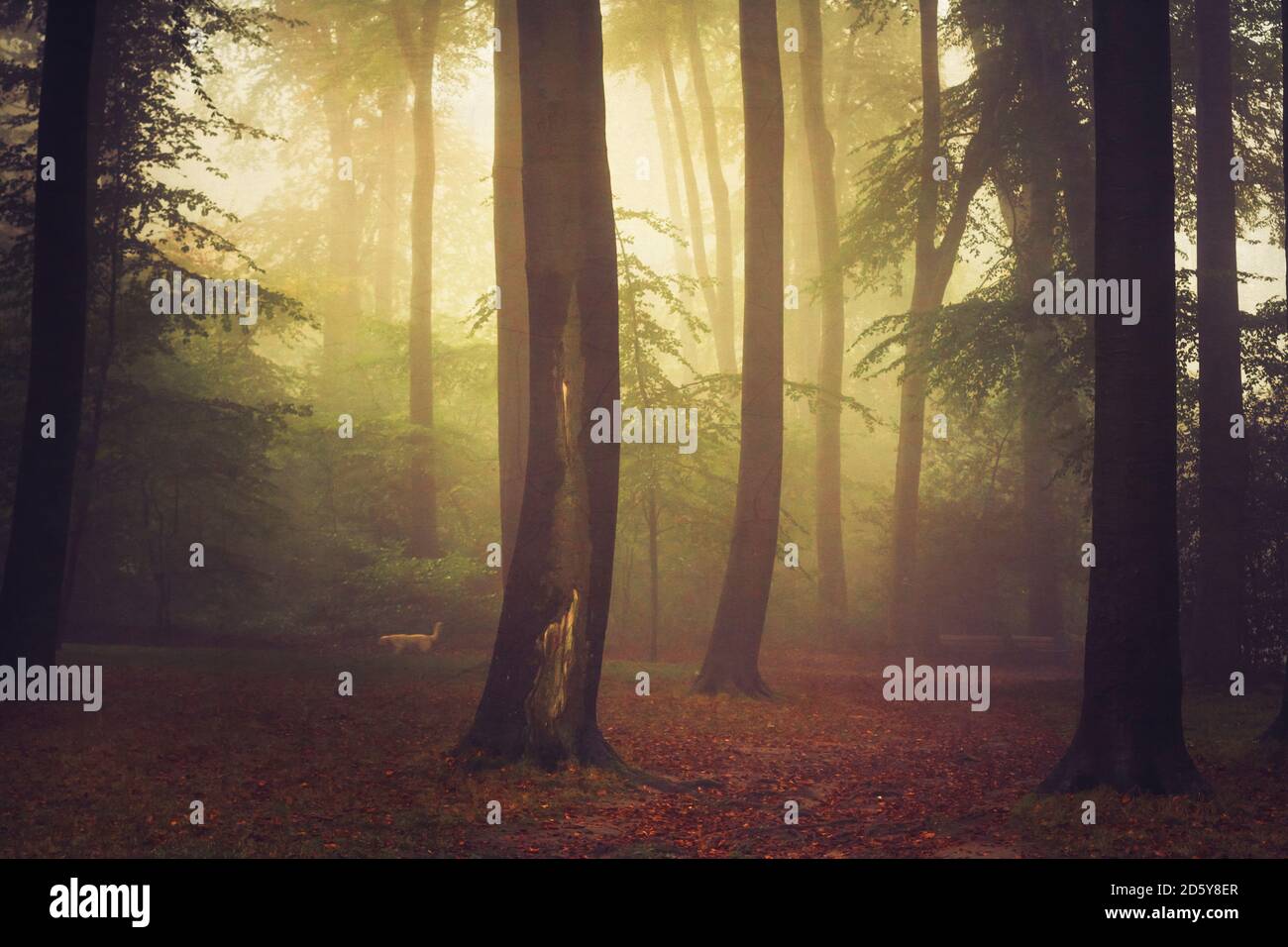Beech tree grove hi-res stock photography and images - Alamy