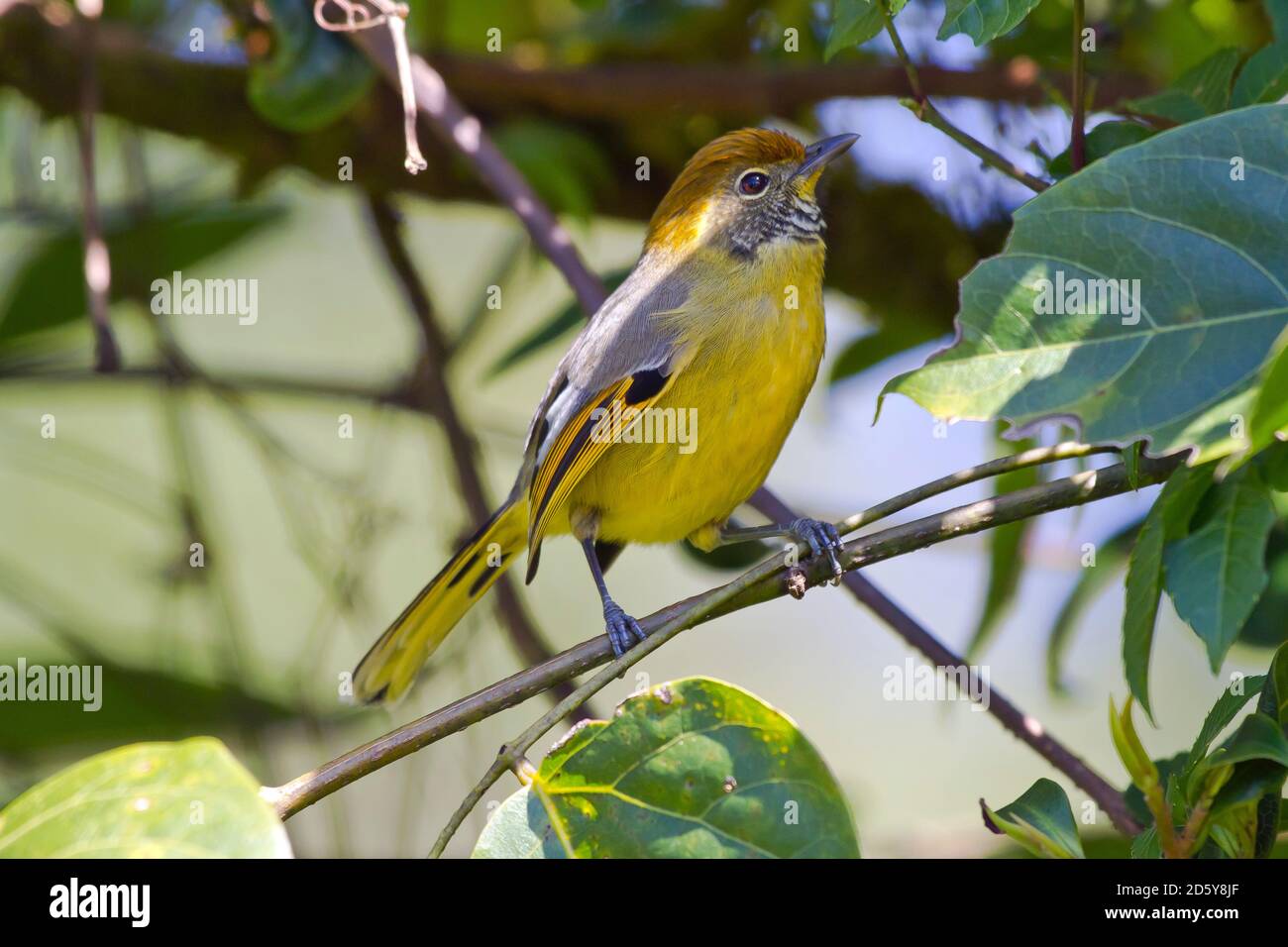 Bar throated minla minla strigula hi-res stock photography and images ...