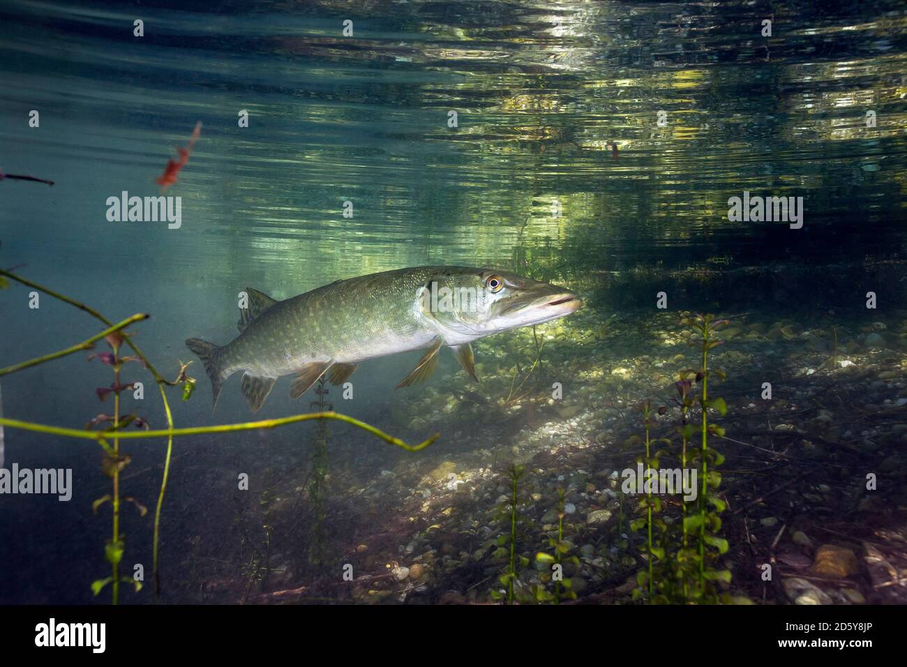 Freshwater lake in bavaria hi-res stock photography and images - Alamy