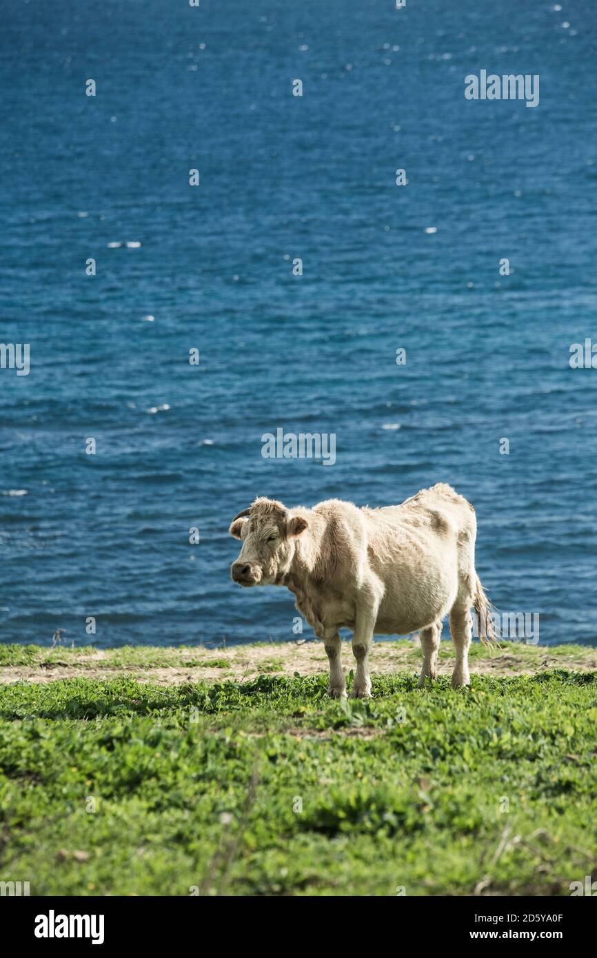 Spain, Andalusia, Tarifa, pregnant cow standing at seafront Stock Photo ...