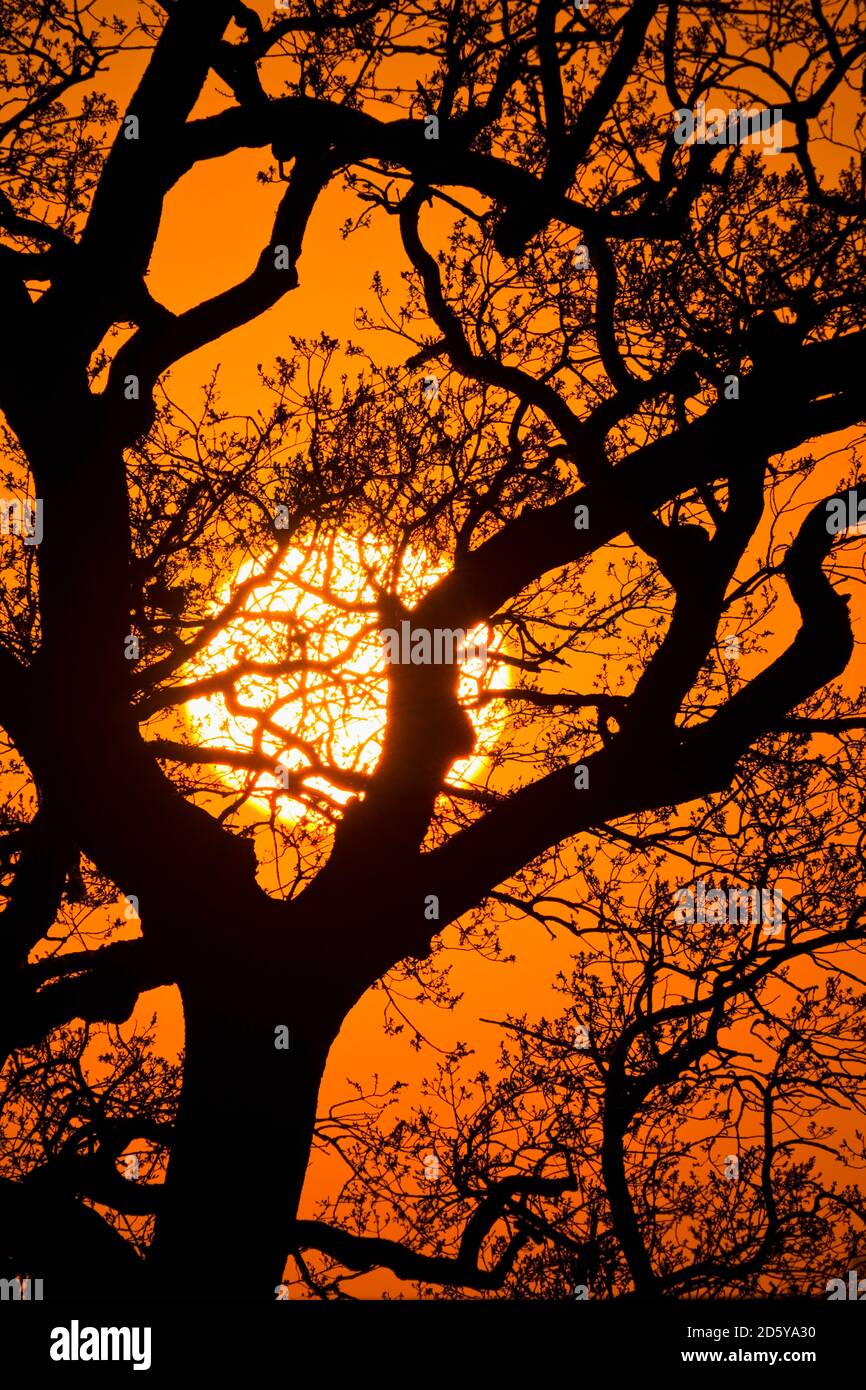 Evening atmosphere backlit tree hi-res stock photography and images - Alamy