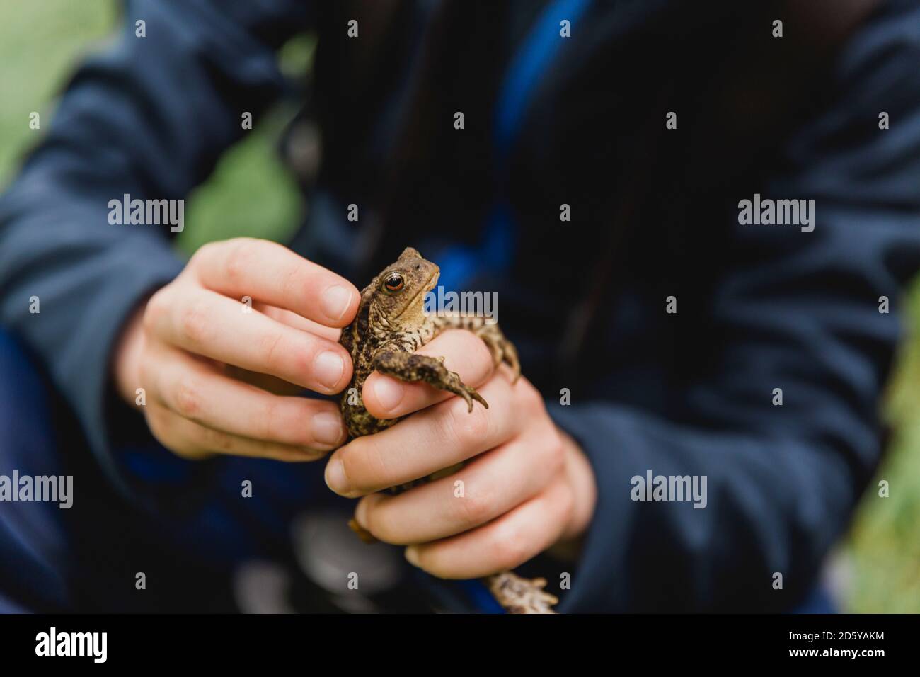 Boy's hands holding toad, Cairngorms, Scotland, UK Stock Photo - Alamy