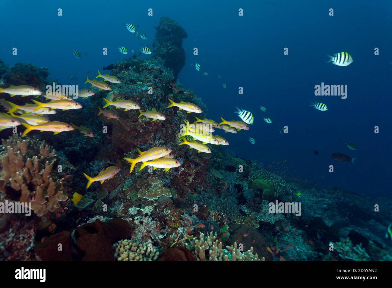 Indonesia, Bali, Nusa Lembongan, yellowtail snapper, Ocyurus chrysurus ...