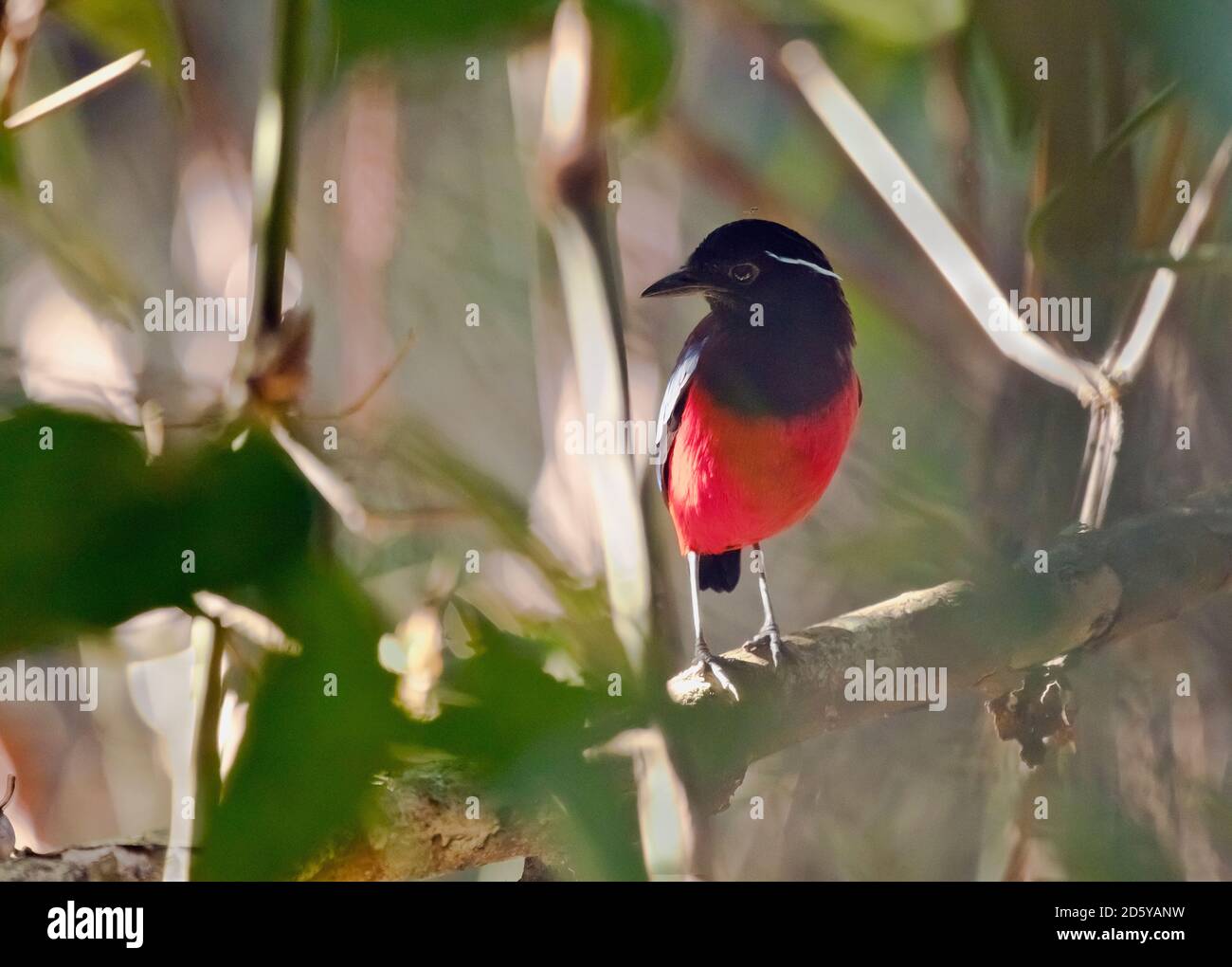 Black crowned garnet pitta hi-res stock photography and images - Alamy