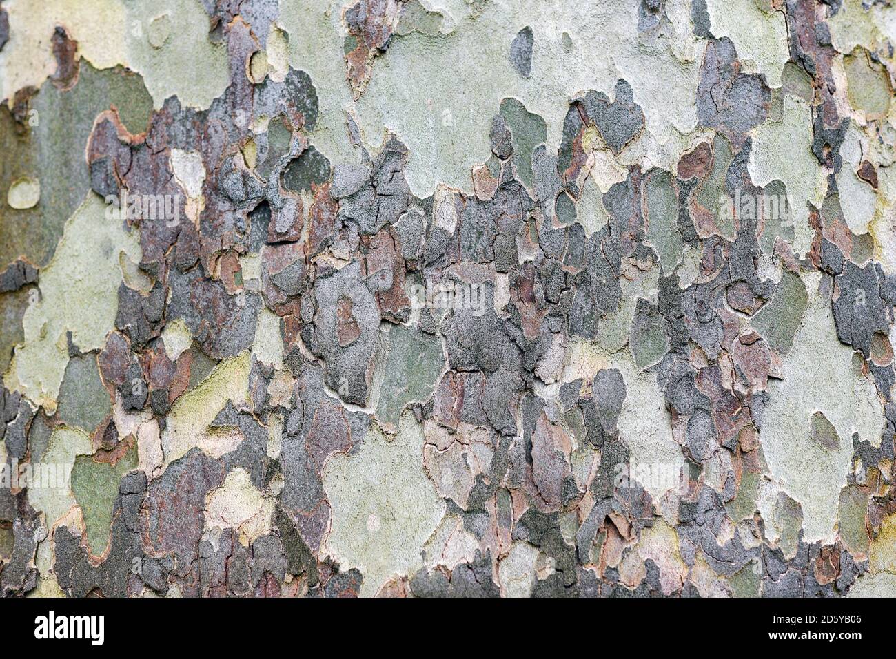 American sycamore tree bark texture Stock Photo - Alamy