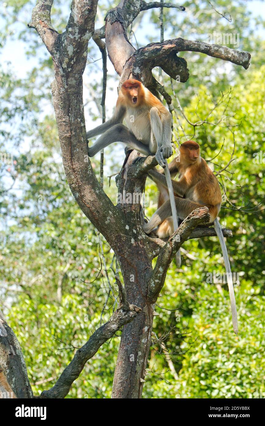 Proboscis monkeys hi-res stock photography and images - Alamy