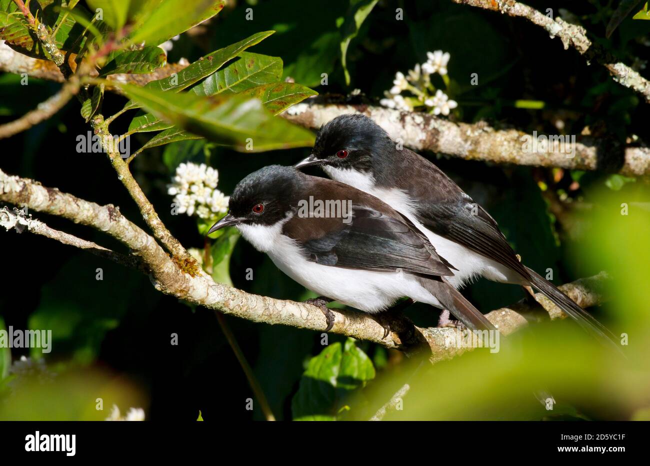 Thailand, Chiang Mai, Doi Inthanon, Dark-backed Sibia, Heterophasia ...
