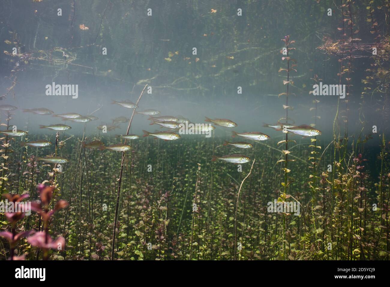 School of european perch in a lake hi-res stock photography and images ...