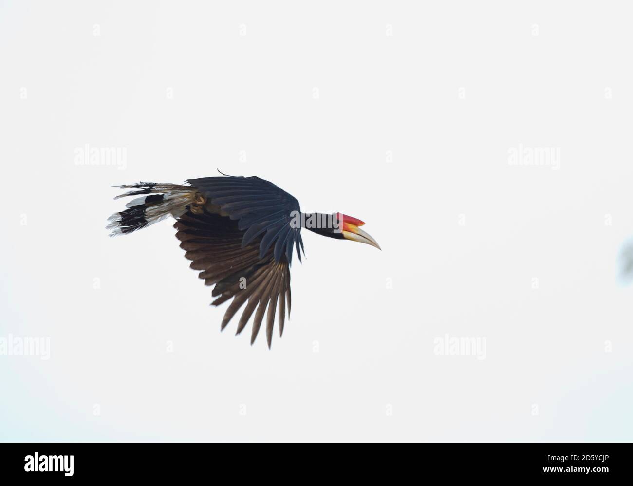 Flying rhinoceros hornbill hi-res stock photography and images - Alamy
