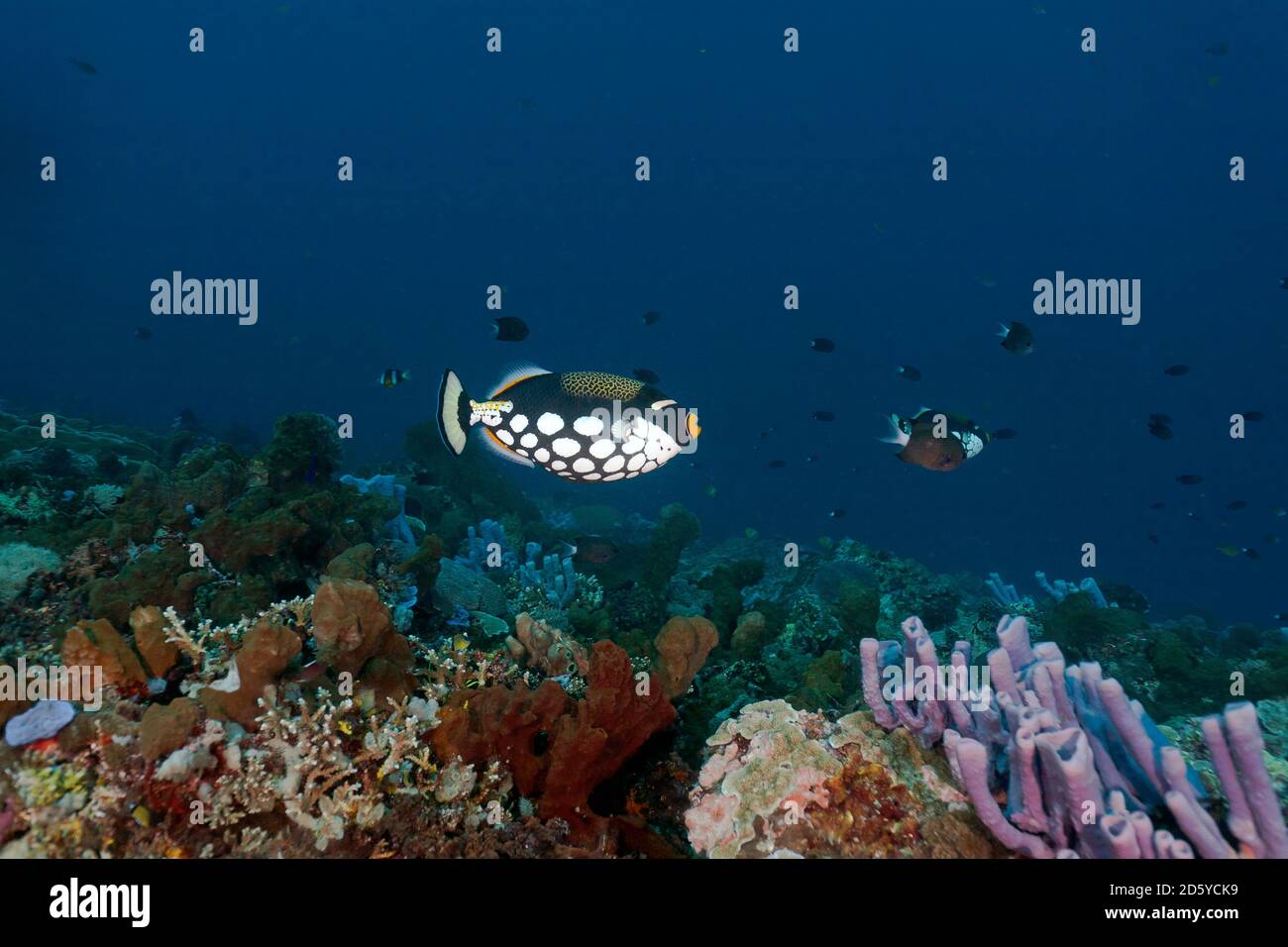 Indonesia, Bali, Nusa Lembongan, clown triggerfish, Balistoides ...