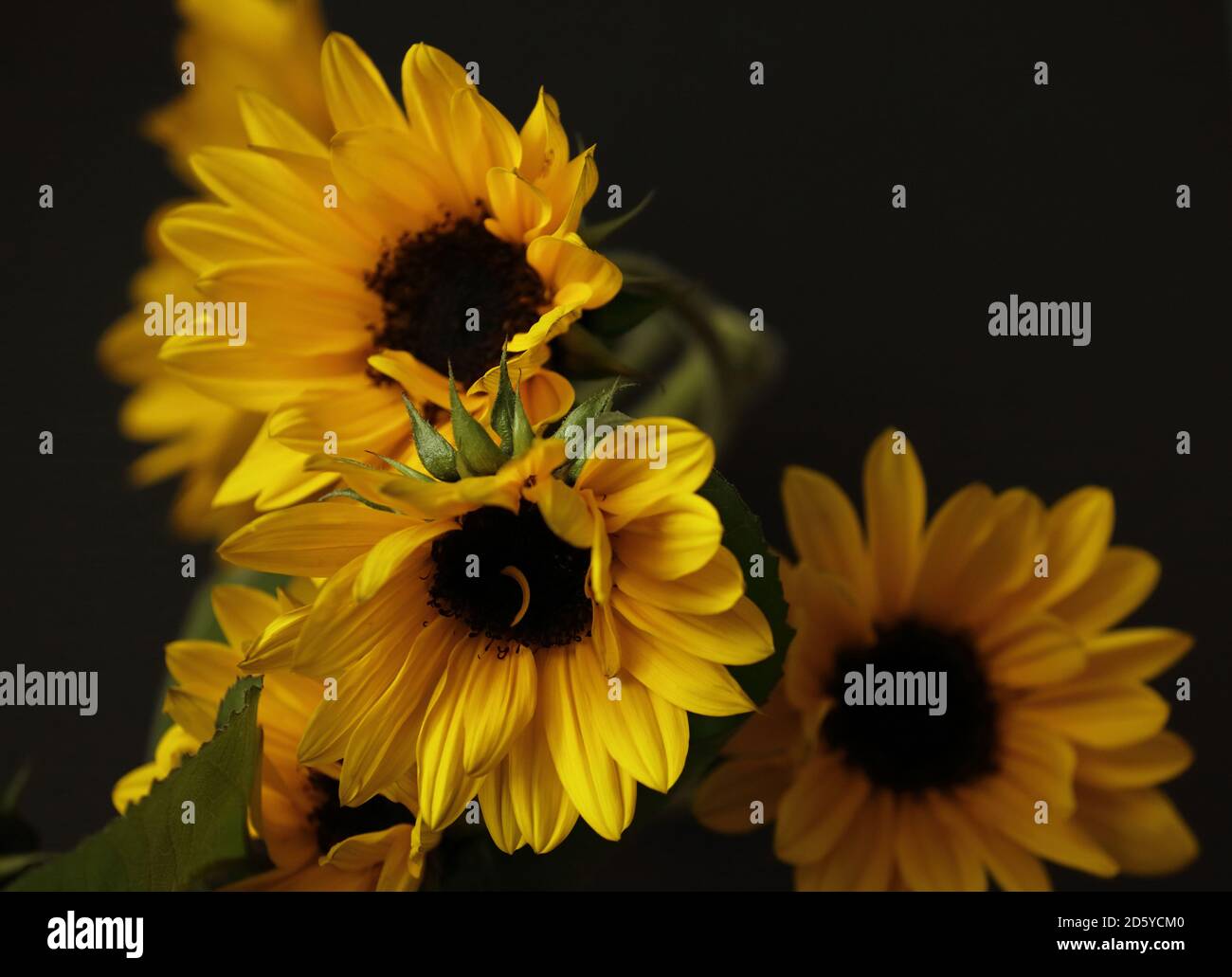 Multiple sunflowers hi-res stock photography and images - Alamy