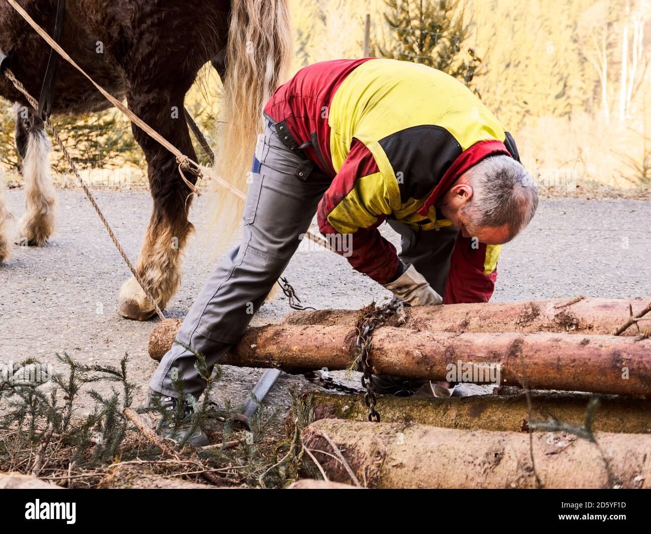 Germany, Muehlenbach, logger fastening tree trunks with chain Stock ...