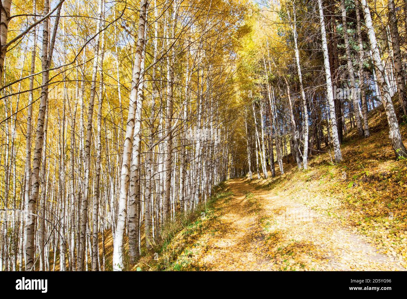 Autumn landscape. Beautiful birch trees. Walk in the birch forest ...