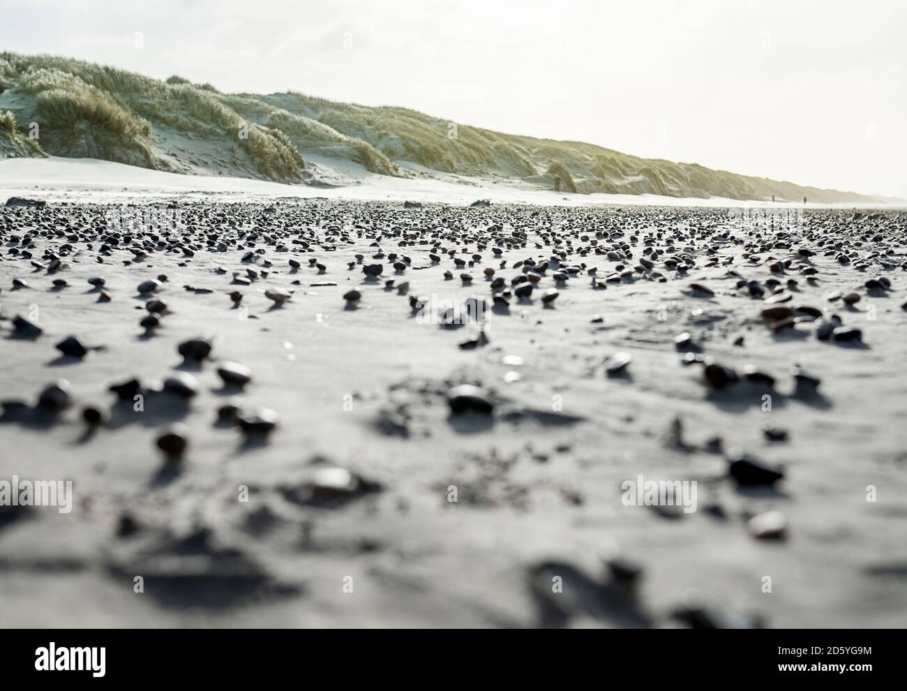 Denmark, Henne Strand, People walking at the beach Stock Photo - Alamy