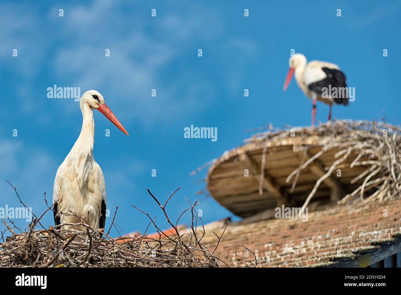 Germany, Baden-Wuerrttemberg, Lake Constance, Salem, white storks in ...
