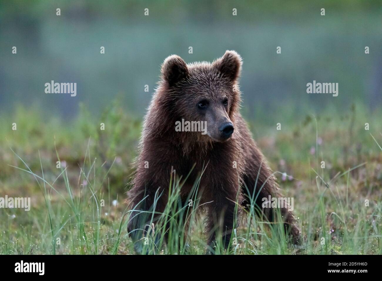 Brown bear finland animal hi-res stock photography and images - Alamy