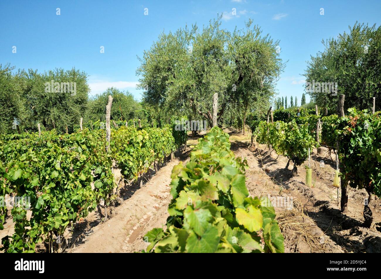 Grape and olive hi-res stock photography and images - Alamy