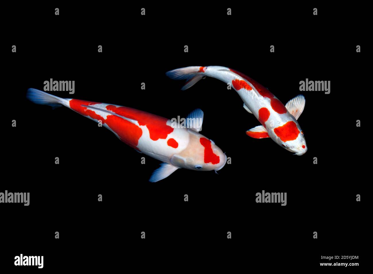 Two koi fish hi-res stock photography and images - Alamy