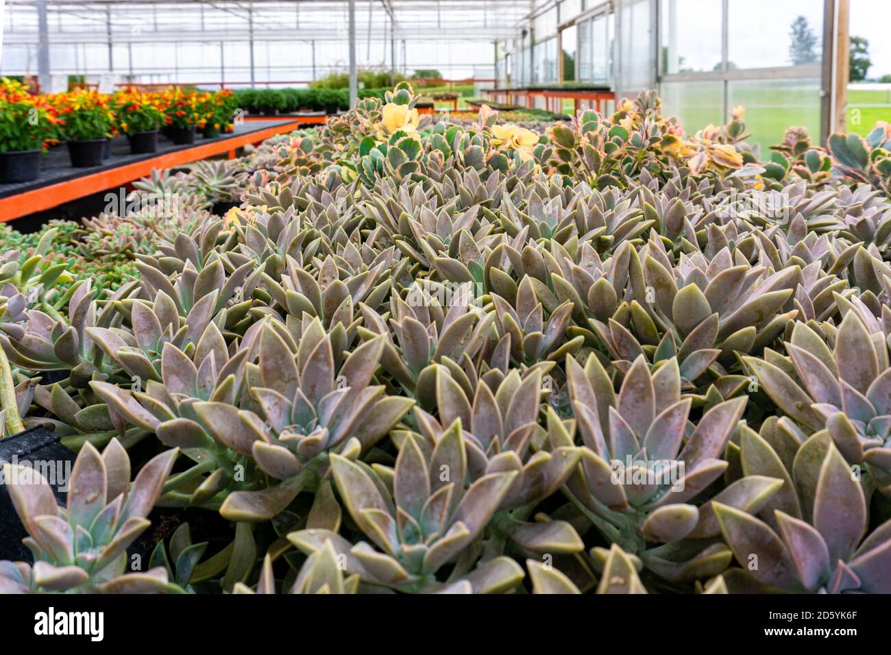 Rows of succulents and other plants in a greenhouse or a plant nursery ...