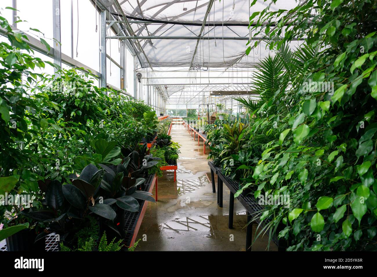 Rows of Indoor and outdoor plants in a greenhouse or a plant nursery ...