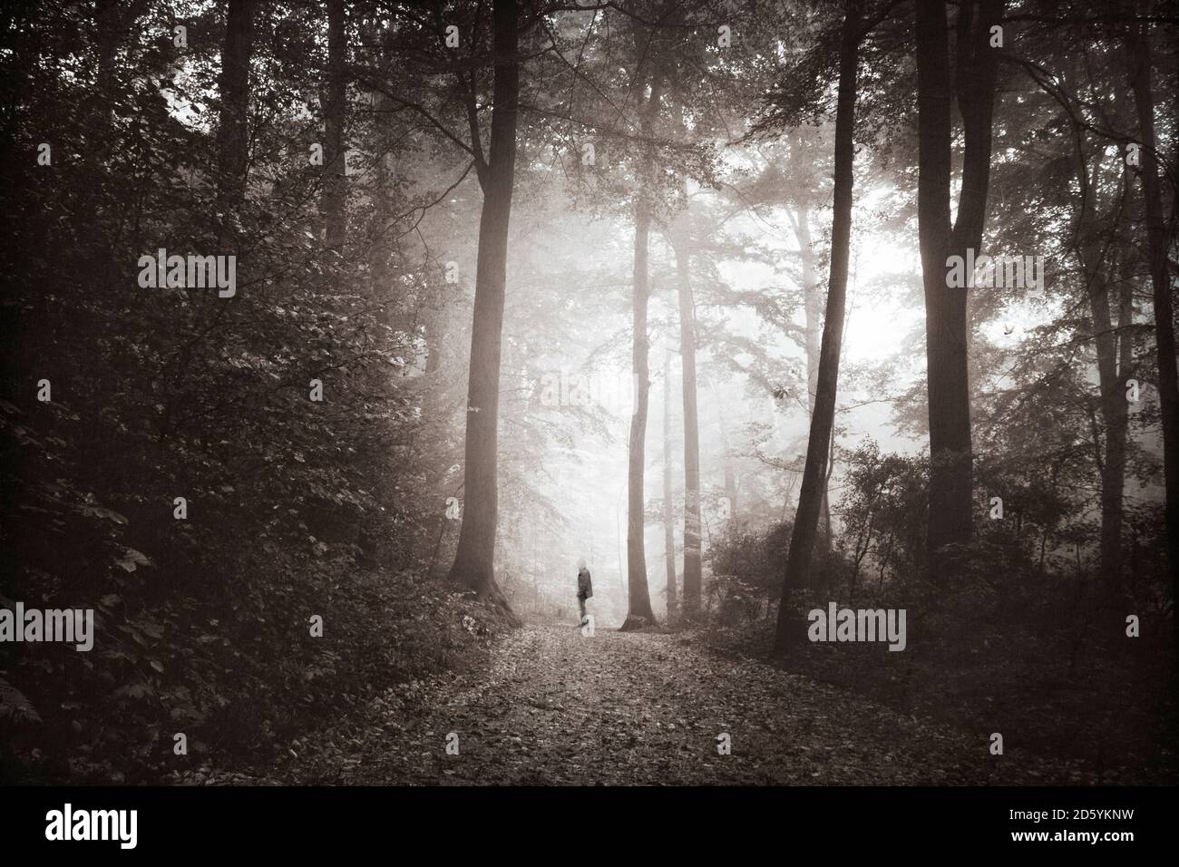 Man walking into forest hi-res stock photography and images - Alamy
