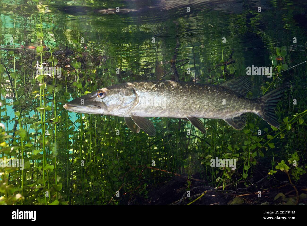 Fish in pike lake hi-res stock photography and images - Alamy