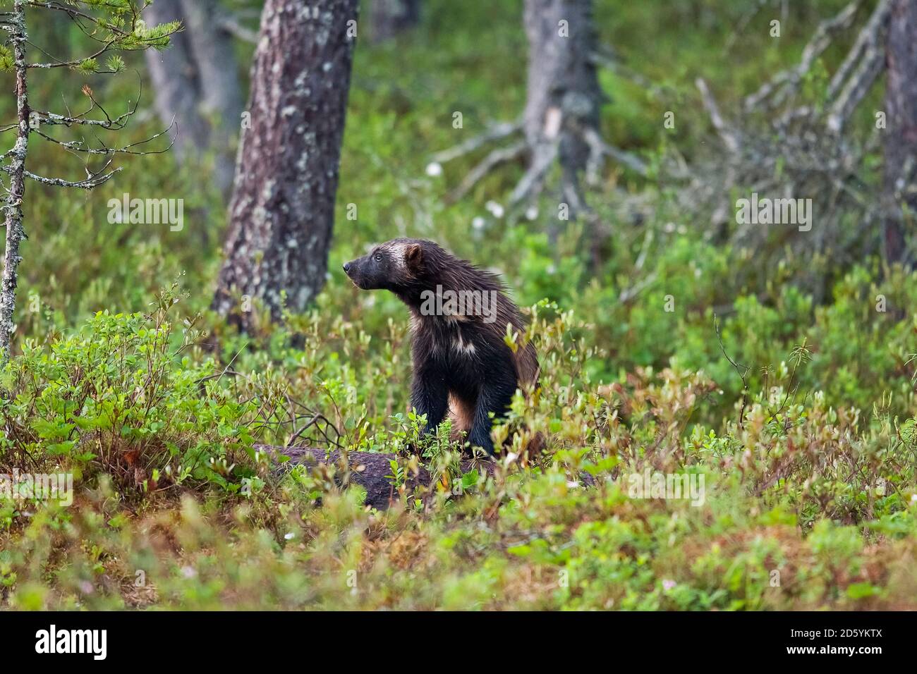 Finland, Kuhmo, Wolverine, Gulo gulo Stock Photo - Alamy
