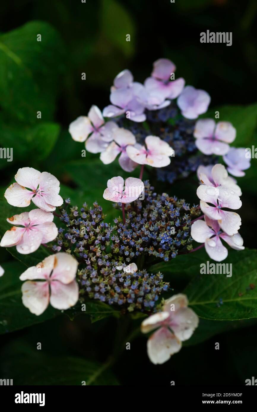 Blossoming Hydrangea in the late summer Stock Photo - Alamy